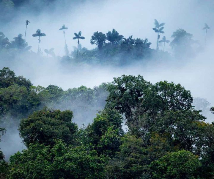 Retreat into the mist: An Ecuadorian cloud forest adventure ...